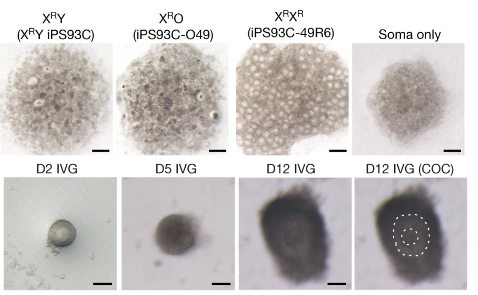 Breaking biological boundaries: Male mice now able to produce ...